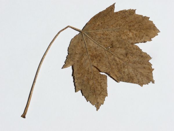 texture 0073 - Texturelib